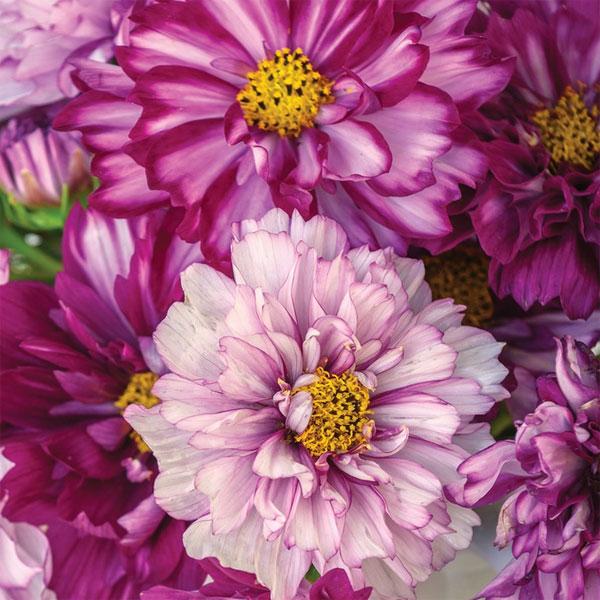 八重咲きコスモスの人気シリーズ・ダブルクリックです。半八重〜八重咲きで豪華な花が特徴です。花壇や寄せ植えのフォーカルポイントにもおすすめ！★花色の色幅がある品種です。画像は一例です★※詳しい商品説明は下のほうに記載があります