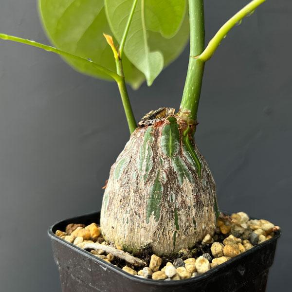 NHK趣味の園芸26年1月号掲載 ★現品販売★まるっとしたフォルムがかわいらしい、沖縄実生の将来性抜群ボンバックスです！ボンバックスは中米、インドなどに分布する灌木で、グアテマラの国樹として知られています。性質はパキラに似ていますが、葉が幅...