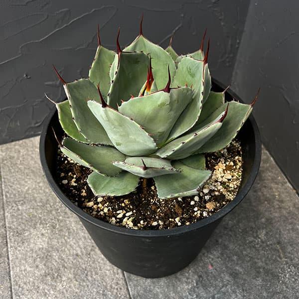 パリーは中南米原産のアガベ（リュウゼツラン）。トルンカータは国内ではフレキシスピナとも呼ばれ、杓子のような形の肉厚の青緑がかった白っぽい葉と、赤っぽく色づいた棘が美しく、整った形状のロゼットを作る品種です。比較的耐寒性があるので、暖かい地域...