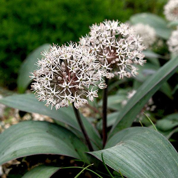 カラタビエンセ種は他のアリウムに比べて花茎が極端に短く、葉の上に乗るように花を付けるのが特徴です。パープルピンクの小花を咲かせ、ブルーグリーンの葉には極細の赤い縁取りが入る美しい品種。コンパクトなので鉢でも花壇でも育てやすいです。※詳しい商...