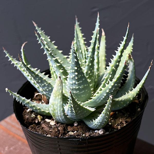 アロエプラテンシスは南アフリカ原産で、グレーがかった緑の葉をロゼット状に展開する小型のアロエです。葉の縁に沿って赤みのあるブラウンの刺、葉の中央部から下部には白い刺がつきます。早春にオレンジ色の花を咲かせます。ロッキーメドウアロエ（Rock...