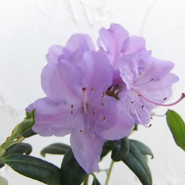 黒潮（くろしお）はツツジの仲間では珍しい薄い紫色の花を咲かせる中低木の小輪系シャクナゲです。丹那ゲンカイツツジとクレーターレイクの交配種人気品種。蕾は赤紫色で花径は4cm前後です。コンパクトな樹形なので庭木に最適で、樹高は10年でも2mほど...