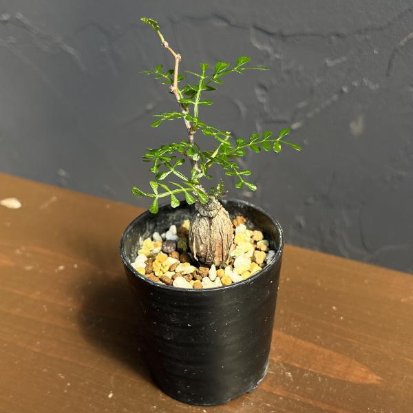 ★現品販売★オペルクリカリアはマダガスカル南西部原産の塊根植物の仲間で樹木に近い品種です。 成長が遅く、雨季の間のみ成長しサンショウに似た葉をつけます。細く上に伸びる茎がごつごつして独特の質感があります。※冬期は落葉した状態でのお届けです。...