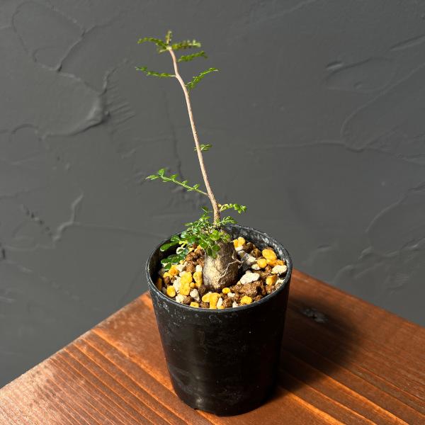 ★入荷から日数が経ったためセール価格となりました。商品の状態は画像と異なる場合があります。★★現品販売★オペルクリカリアはマダガスカル南西部原産の塊根植物の仲間で樹木に近い品種です。 成長が遅く、雨季の間のみ成長しサンショウに似た葉をつけま...