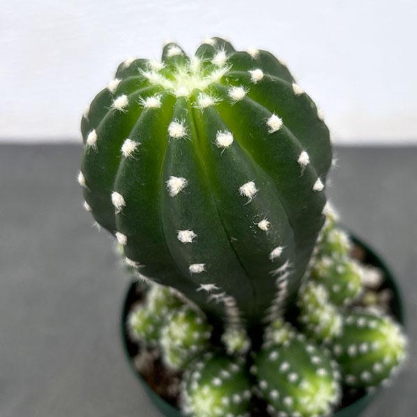 ★入荷から日数が経ったためセール価格となりました。商品の状態は画像と異なる場合があります。★棘がほとんどないタイプのサボテンです。エキノプシスはサボテンの中でもとてもポピュラーな品種群。成長が早く、栽培が楽で比較的大型に育ち、よく庭先などで...