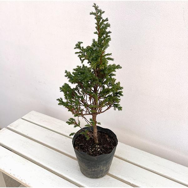 ★入荷から日数が経ったためセール価格となりました。商品の状態は画像と異なる場合があります。★ボールバードは緑青系で葉裏が灰色がかった美しい色のコニファーです。年間を通して葉色の変化はそれほどありません。刈り込みに耐えるのでトピアリー等の仕立...