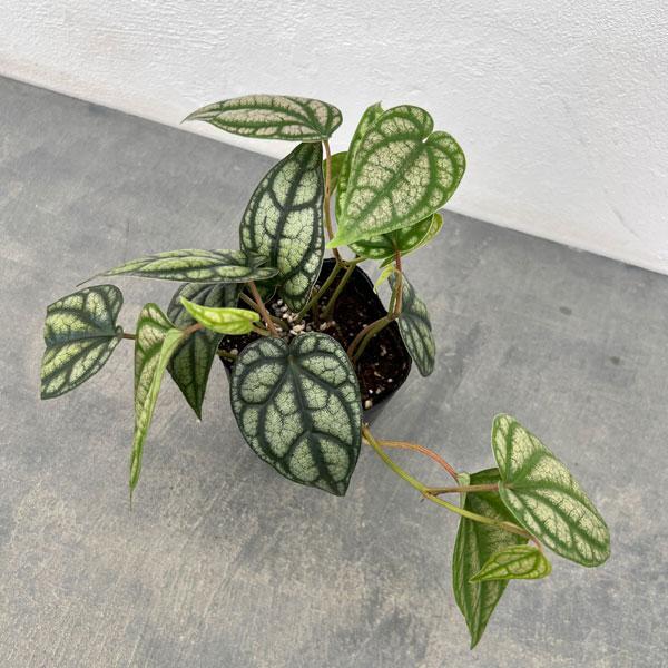 ★入荷から日数が経ったためセール価格となりました。商品の状態は画像と異なる場合があります。★ピペル・シルバーティクムは、流通量の少ないコショウ科の観葉植物です。ハート型の葉に光沢のあるシルバー系の色がのる特徴があります。茎はつる性で他の植物...