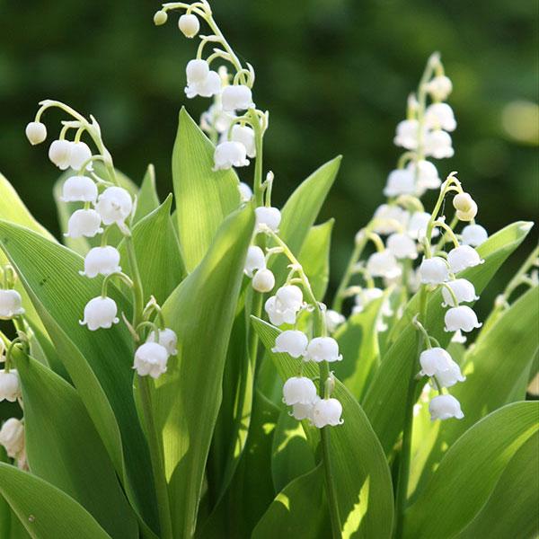 スズラン・ドリーンは、花の大きいドイツすずらんのなかでも特に大輪となる品種です。開花時にはたいへん印象的です。長野県ではドリーンの切り花生産者が栽培し、切り花市場に出荷しています。ご家庭では鉢植えや庭植えに。群植させると高原のようなすがすが...