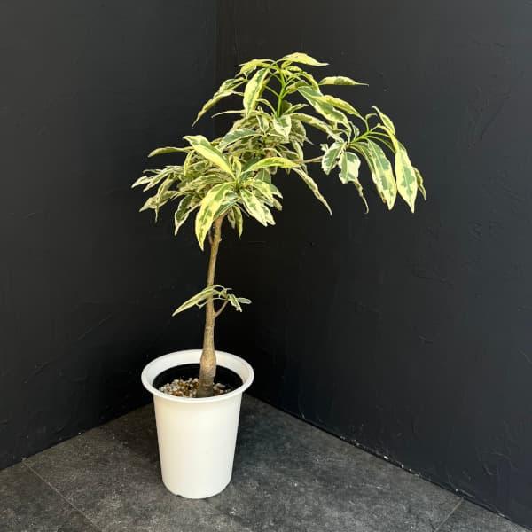 ★現品販売★珍しい斑入りのバオバブです。アフリカやオーストラリアなどのサバンナ地帯に生息するバオバブの木。「星の王子さま」では星を壊してしまう恐ろしい植物として描かれていますが、神秘的な樹形が魅力の植物です。アダンソニア・ディギタータはアフ...