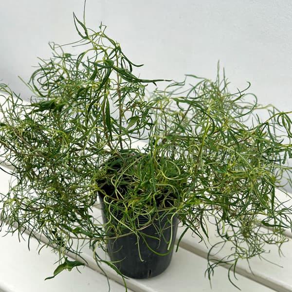 ★入荷から日数が経ったためセール価格となりました。商品の状態は画像と異なる場合があります。★糸のような細葉になる、珍しい桑の木です。盆栽用などとしてその細葉を楽しみます。秋には美しい黄色に紅葉します。枝によっては太い葉が出てくる場合がありま...