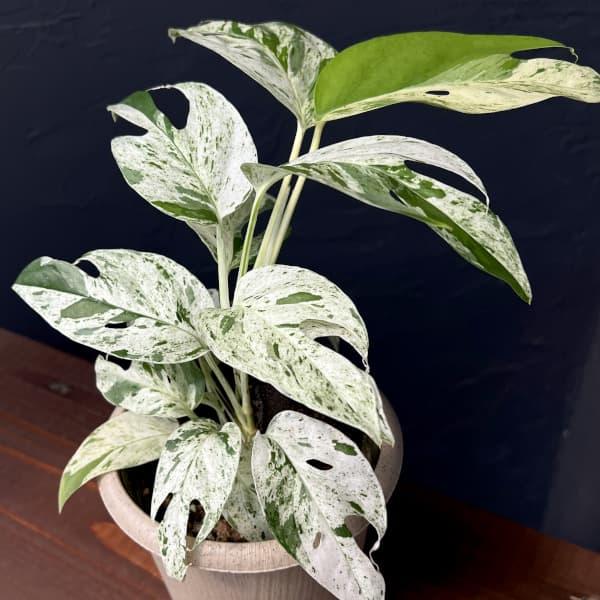 ★入荷から日数が経ったためセール価格となりました。商品の状態は画像と異なる場合があります。★希少なエピプレナヌムピツムの斑入り株です。色々な色味の斑が入った、極上の逸品です。大きくつやのあるグリーンの葉を広げるサトイモ科の観葉植物です。存在...