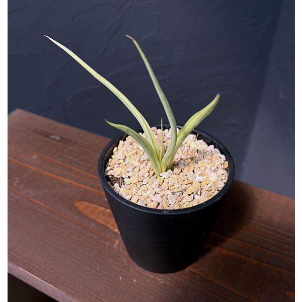 ★入荷から日数が経ったためセール価格となりました。商品の状態は画像と異なる場合があります。★タイで有名な育種家さんが発表した比較的新しい園芸品種です。うねうねと波打つように成長する美しい品種です。色や葉の形がいろいろな品種があるサンセベリア...