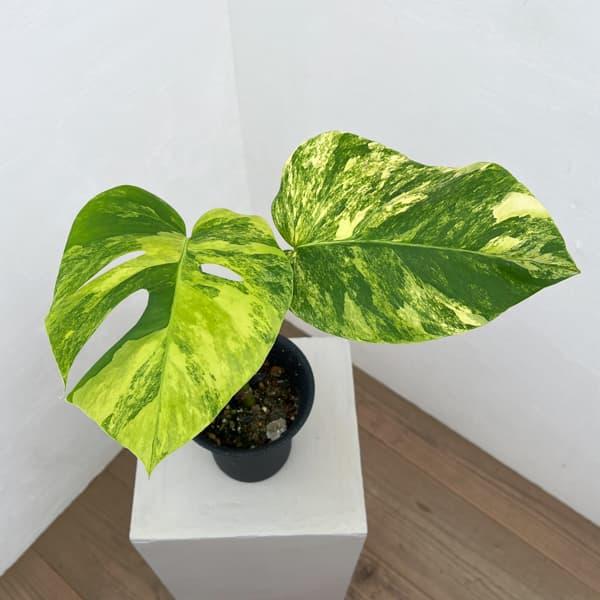 ★現品販売★美しい希少黄斑入りタイプのモンステラです。とてもさわやかな印象。モンステラは、ハート型のつやのある濃緑の葉が美しく、丈夫な観葉植物です。半つる性になりますので、ヘゴ柱仕立てにすることもできます。和名はホウライショウです。幼葉には...