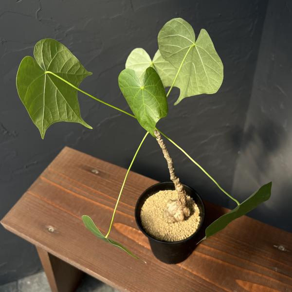 ★入荷から日数が経ったためセール価格となりました。商品の状態は画像と異なる場合があります。★フィルミアナ・コロラータは南アジア原産の塊根植物です。成長期にはゴツゴツとした塊根から濃い緑色のユニークな形をした葉を生やします。株が大きく育つと、...