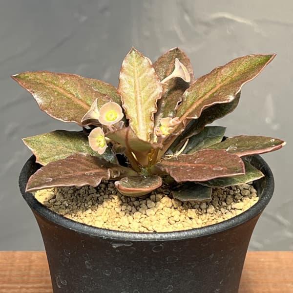 バイヤーセレクト ★入荷から日数が経ったためセール価格となりました。商品の状態は画像と異なる場合があります。★★現品販売★塊根系ユーフォルビアのフランコイシーは様々な色、葉姿をしているバリエーション豊富な観葉植物です。ほかのユーフォルビアに...