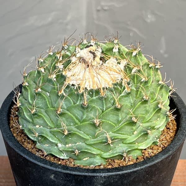 ★入荷から日数が経ったためセール価格となりました。商品の状態は画像と異なる場合があります。★サボテンの中でも非常に珍しい一属一種のオブレゴニアの実生株です。ユニークなアーティチョーク形をした茎は、アリオカルプスとロフォフォラの中間的な形をし...