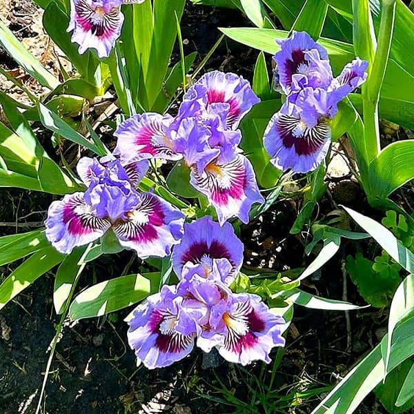 植えっぱなしで毎年開花し大きくなる ビアードアイリスは宿根性の小型のアヤメ科の植物です。華やかな花色をスペースが限られた庭や鉢植えで手軽に楽しめる品種です。植えっぱなしで毎年開花し大きくなり、マウント状に広がります。開花は5〜6月です。美し...