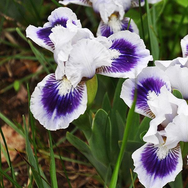 植えっぱなしで毎年開花し大きくなる ビアードアイリスは宿根性の小型のアヤメ科の植物です。華やかな花色をスペースが限られた庭や鉢植えで手軽に楽しめる品種です。植えっぱなしで毎年開花し大きくなり、マウント状に広がります。開花は5〜6月です。美し...