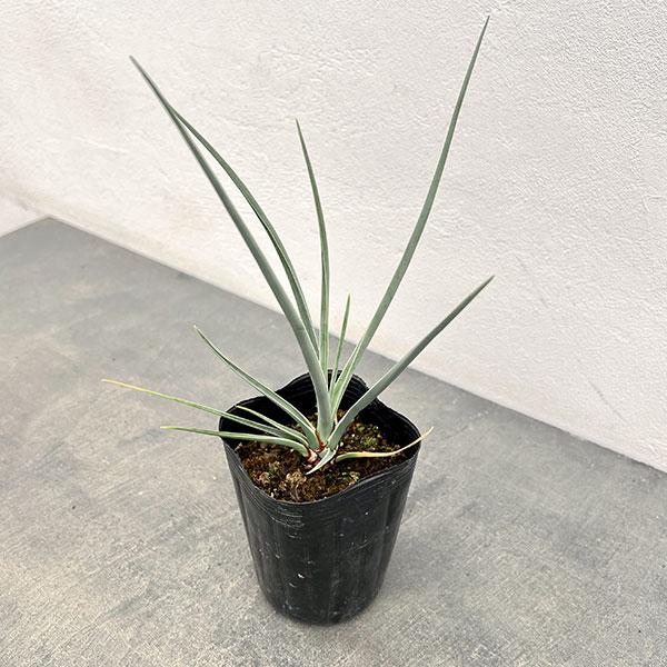 ★入荷から日数が経ったためセール価格となりました。商品の状態は画像と異なる場合があります。★希少なドラセナ　セルラータの国内実生株です。アラビア半島の非常に乾燥した地域に自生する植物です。丸みを帯びた葉を放射状に伸ばし、葉の縁にはギザギザの...