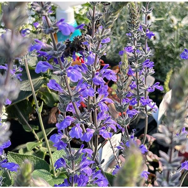 ライトブルーの花穂を高く立ち上げる大型種 ★入荷から日数が経ったためセール価格となりました。商品の状態は画像と異なる場合があります。★ブルーチキータは花穂が30cmを超えることもあるほど、見事な花を咲かせる宿根サルビアです。秋口から降霜期ま...