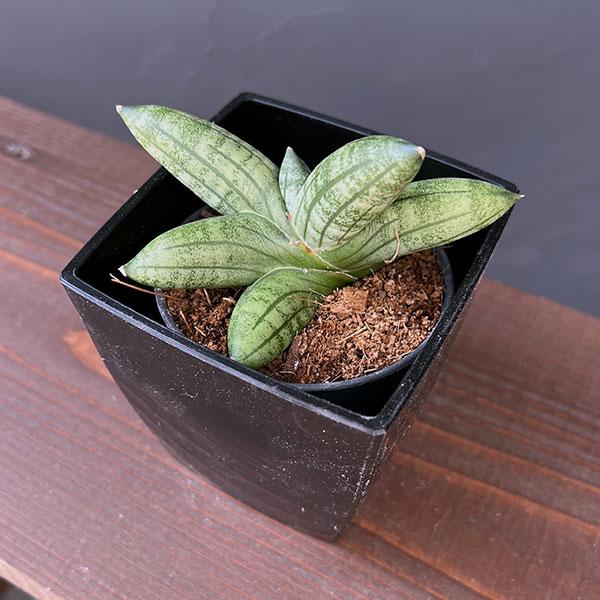 ★入荷から日数が経ったためセール価格となりました。商品の状態は画像と異なる場合があります。★日本にはほとんど入ってこない、タワータイプの珍しいサンセベリアです。独特の株姿が美しい観葉植物、サンセベリア。丈夫で育てやすく、耐陰性もあるので室内...