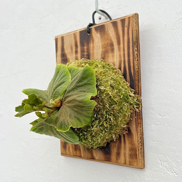 現品販売 ★現品販売★リドレイは、貯水葉（裸葉・外套葉）の浮き出た葉脈と鹿のツノのような形の胞子葉が特徴的な品種で、貯水葉はどんどん鉢を包むように巻きついて成長します。ヘゴ仕立て等にしたい場合には、早めに植え替えをします。※詳しい商品説明は...