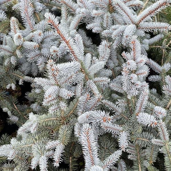 真鍋庭園さんの希少コニファー ★入荷から日数が経ったためセール価格となりました。商品の状態は画像と異なる場合があります。★北米原産のプンゲンストウヒ（コロラドトウヒ）の改良種。オランダで作出され、プンゲンストウヒの改良品種では最も青味の強い...