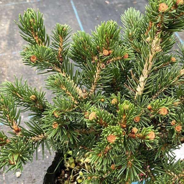 ★入荷から日数が経ったためセール価格となりました。商品の状態は画像と異なる場合があります。★北米原産のプンゲンストウヒ（コロラドトウヒ）の矮性改良種で、オランダで作出され、明緑色の照葉が特徴。幅の広い円錐形の樹形となります。国内での流通は極...