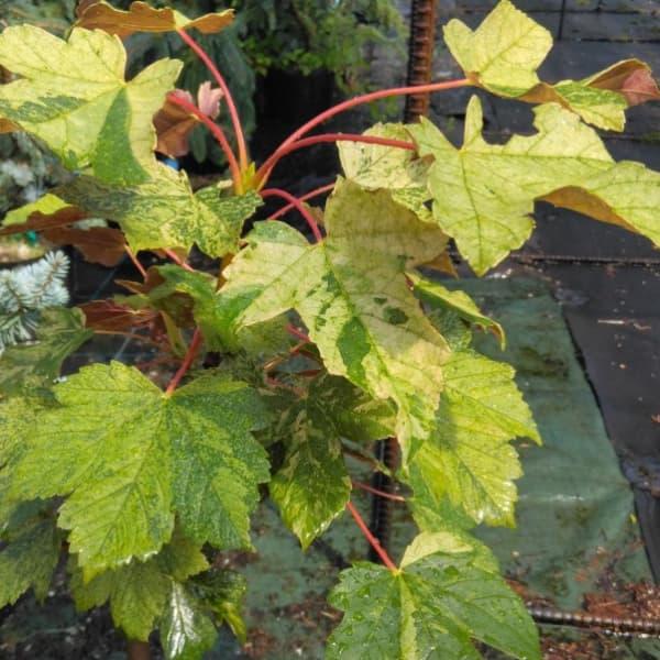 ★入荷から日数が経ったためセール価格となりました。商品の状態は画像と異なる場合があります。★セイヨウカジカエデは日本で見慣れた楓とは趣の違う西洋カエデで、特有の切れ込みのある葉で大きく育ち、シンボルツリーにもなる落葉広葉樹です。エクスサンセ...