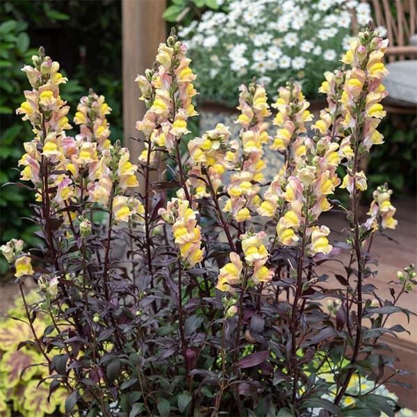 スナップインブラックは、バイカラー咲きの鮮やかな花にブロンズカラーの葉色とのコントラストが大変美しいキンギョソウです。暑さにも寒さにも強く、茎もしっかりとしているので草姿も整いやすいです。ボーダーガーデンや鉢植え、切花にすると目を引きます。...