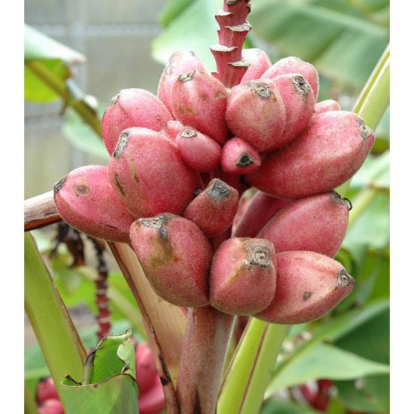 インド原産、とても珍しいアケビに似たピンクの実をつける原種のバナナ。花も実もかわいいピンクで観賞用としてもおすすめ！実は食用となり、種がありますがほどよい甘さでおいしいです。自生地ではの常緑多年草で2〜3mほどに成長しますが、国内では冬季は...