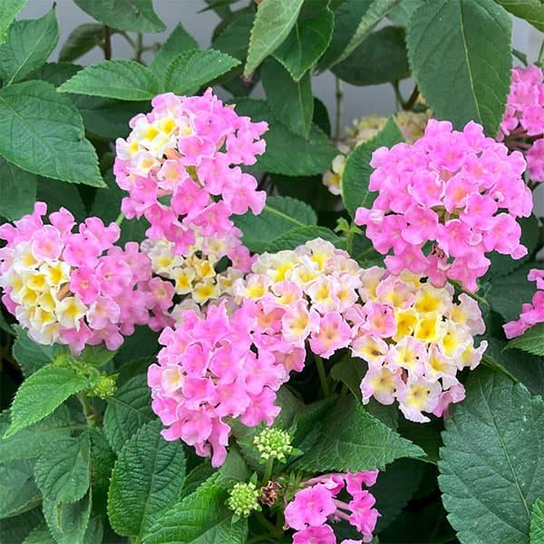 2026春New ランタナは熱帯アフリカ原産のクマツヅラ科の花です。小さな花が半球状に集まって、長期間咲き続けるので、花壇や鉢植えでとても楽しめる花です。ジュエルポップは暑さに強く、株がコンパクトで花がたくさん咲くシリーズ。人気のバイカラー...