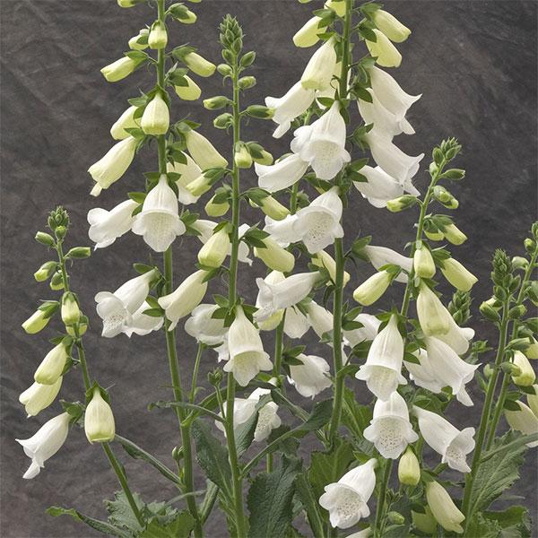 宿根草 2026春New ジギタリスはボーダー花壇にぴったりの丈夫な宿根草です。花茎の周囲にいっぱいの花をつけるので、花壇で引き立ちます。ハナビーホワイトは純白の花。コンパクトにたくさんの花を咲かせるピンクの品種・パンサーと同じく、花粉が出...