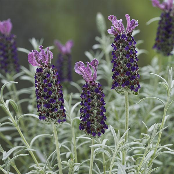 シルバーリーフが美しいフレンチラベンダー。とても美しい銀葉に、シックな花色が映えます。開花期間も長い魅力的な品種です。※詳しい商品説明は下のほうに記載があります