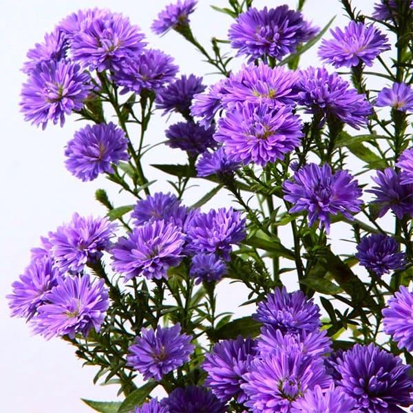 丈夫な宿根草 瑠璃紫（るりむらさき）は、澄んだ瑠璃色の花がやさしく輝くクジャクアスターです。一般的な薄紫系とは一線を画す、やや青みを帯びた深い紫色が魅力の品種です。繊細な小花が株いっぱいに咲き広がり、まるで霞のような軽やかなボリューム感。ナ...
