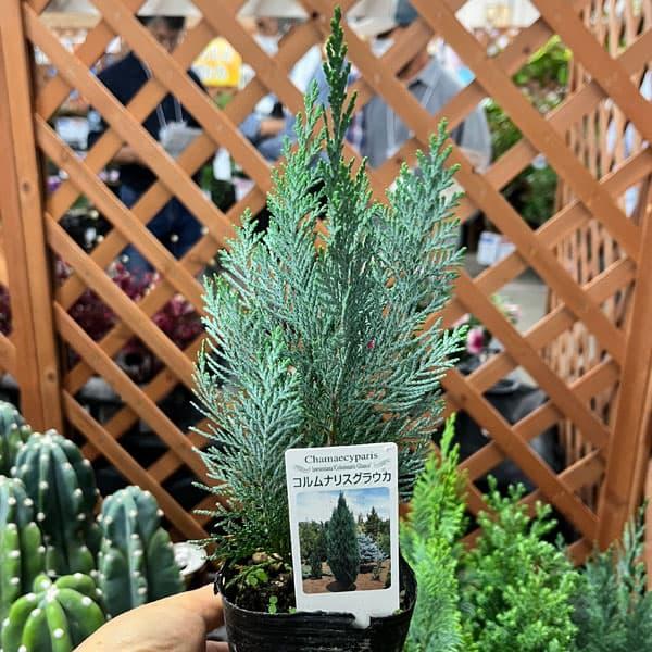 ★入荷から日数が経ったためセール価格となりました。商品の状態は画像と異なる場合があります。★美しいシルバーリーフでツリー状の樹形となり、寄せ植えの材料として人気の高いコニファーです。鉢植えに適しています。※詳しい商品説明は下のほうに記載があります