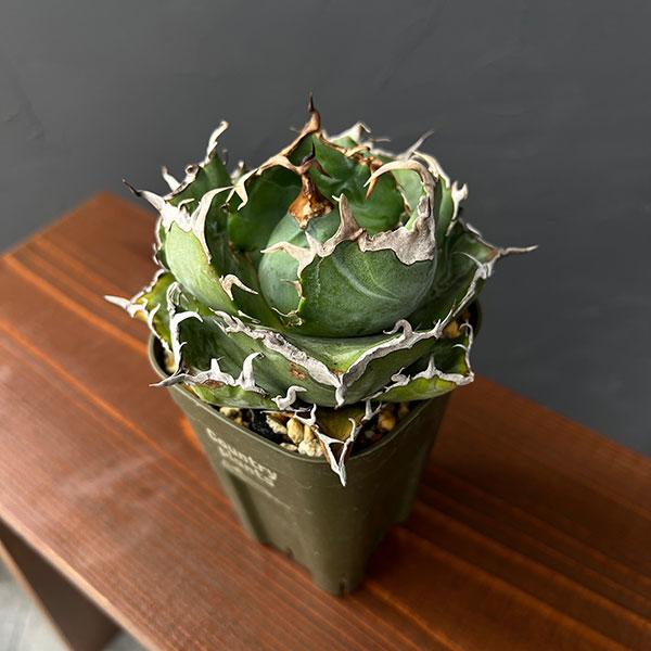 ★入荷から日数が経ったためセール価格となりました。商品の状態は画像と異なる場合があります。★★現品販売★アガベチタノタ白鯨は、白く長い鋸歯と肉厚な葉が特徴的なチタノタです。中南米原産のアガベ（リュウゼツラン）です。ある程耐寒性があるので、暖...