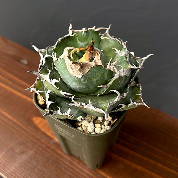 ★入荷から日数が経ったためセール価格となりました。商品の状態は画像と異なる場合があります。★★現品販売★アガベチタノタ白鯨は、白く長い鋸歯と肉厚な葉が特徴的なチタノタです。中南米原産のアガベ（リュウゼツラン）です。ある程耐寒性があるので、暖...