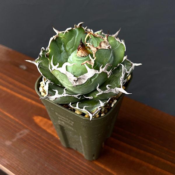 ★入荷から日数が経ったためセール価格となりました。商品の状態は画像と異なる場合があります。★★現品販売★アガベチタノタ白鯨は、白く長い鋸歯と肉厚な葉が特徴的なチタノタです。中南米原産のアガベ（リュウゼツラン）です。ある程耐寒性があるので、暖...