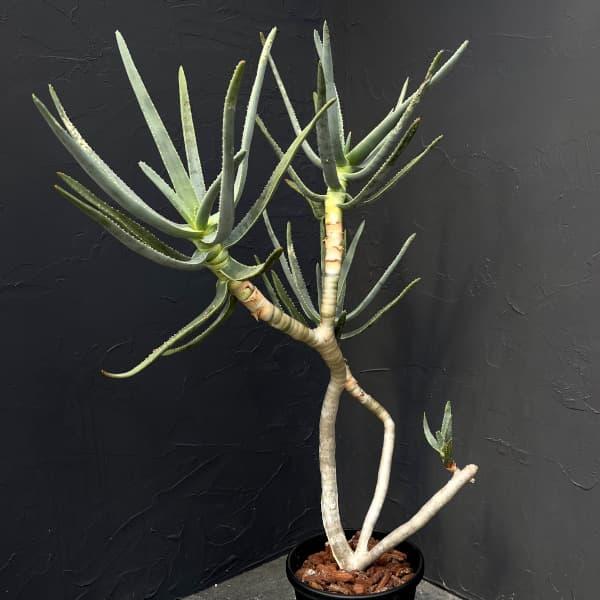 ★入荷から日数が経ったためセール価格となりました。商品の状態は画像と異なる場合があります。★★現品販売★アロエ・ラモシシマは南アフリカの産地の岩場に自生するアロエの仲間。人気品種ディコトマに似た株姿ですが、ディコトマよりもコンパクトで分枝し...