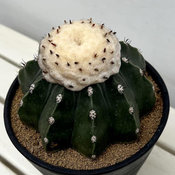 花座がインパンクトのあるメロカクタス。帽子がつくのに７‐８年程度かかります。栽培に手間がかからず、室内の南側の窓辺など日当たりの良い場所で管理いただければ大丈夫です。※詳しい商品説明は下のほうに記載があります