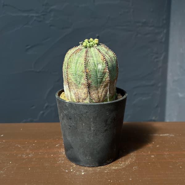 ★現品販売★ユーフォルビア・オベサは南アフリカ原産の球形のユーフォルビアの仲間です。こちらはチェック模様がさらに観賞価値を高めるオールドタイプ。※詳しい商品説明は下のほうに記載があります