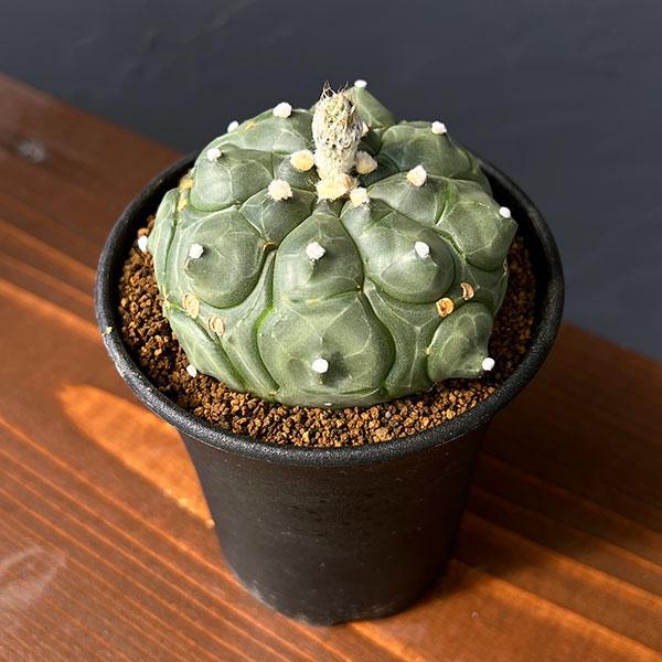 珍しい亀甲タイプのアストロフィツムです。アストロフィツムはアメリカのテキサス州南部からメキシコ北部原産の夏型多肉です。トゲが退化したサボテンの仲間で、有星類とも呼ばれます。多肉植物ですので、水遣りの回数も少なくてすみ、丈夫です。オシャレなイ...