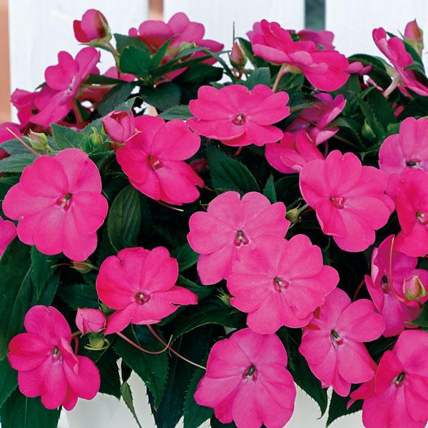 サンパチェンスは夏の暑さと強い日差しに負けず大きく成長するサカタのインパチェンス。大株に育ちながら、絶え間なく色鮮やかな花を咲かせます。高い環境浄化能力を持つ点も魅力です。従来の園芸植物と比べてＮＯ2で５〜８倍、ホルムアルデヒドは３〜４倍、...