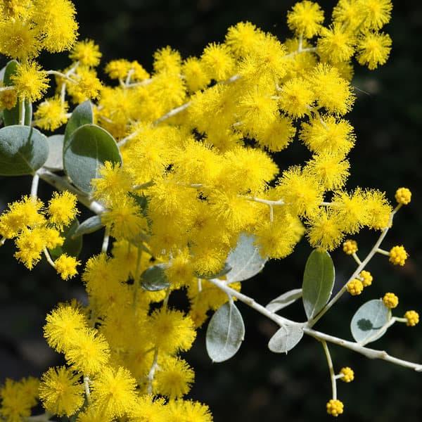 真珠色の葉色とビロードのような葉の質感から名前がイメージされるアカシアです。花も大きく甘い香りがする可愛い品種。日本の庭でも育てやすい比較的コンパクトな品種で、ブッシュ状の樹形となります。ユーカリの様に見える姿かたちも独特です。耐寒性も適度...