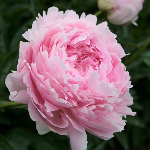 ★入荷から日数が経ったためセール価格となりました。商品の状態は画像と異なる場合があります。★ロザリオは淡いピンクの八重咲きの芍薬です。花弁数が多く、花弁の縁に優雅なフリルが入ります。栽培は庭植えが最適で、毎年株が大きくなって花数が増えていき...