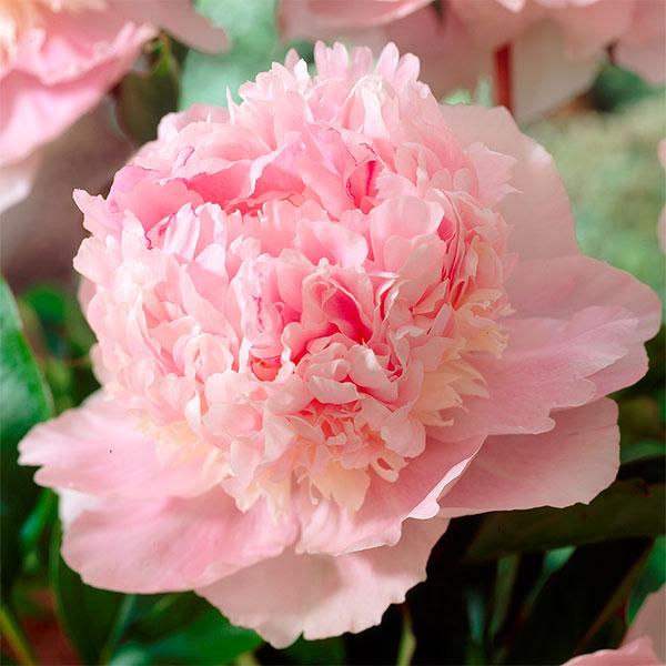 ★入荷から日数が経ったためセール価格となりました。商品の状態は画像と異なる場合があります。★ヨーロッパから導入された洋種しゃくやく(芍薬）です。大型宿根草として人気が高く、多数の品種があります。日本の芍薬とは印象の異なるゴージャスな花は、洋...