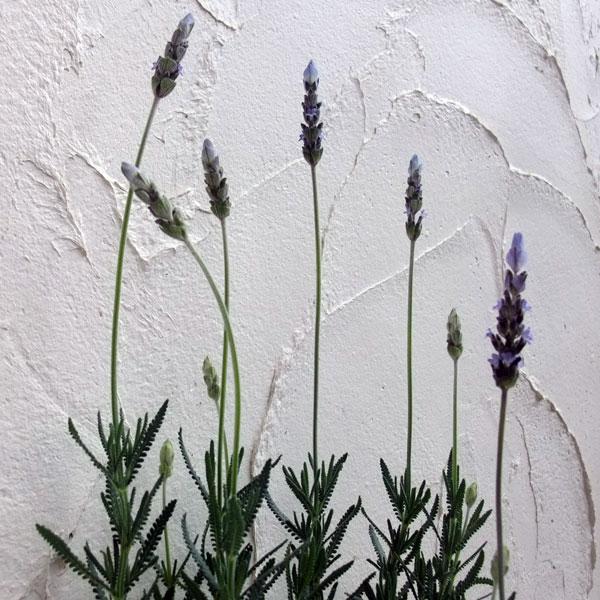 デンタータはスペイン東南部、バレリアス諸島原産のフリンジドラベンダーです。デンタータ（歯のような）の名の通り、細長い葉の縁に先が丸いくし状の切れこみが入り、青みがかった緑の葉が美しい品種です。花灰色の綿毛があり、香りは弱いですが、四季咲き性...