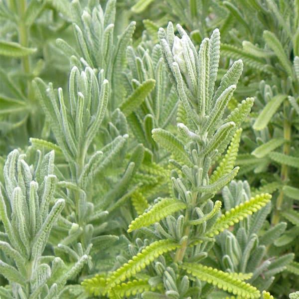 ガーデニングに好適 デンタータはスペイン東南部、バレリアス諸島原産のフリンジドラベンダーです。デンタータ（歯のような）の名の通り、細長い葉の縁に先が丸いくし状の切れこみが入り、青みがかった緑の葉が美しい品種です。花灰色の綿毛があり、香りは弱...