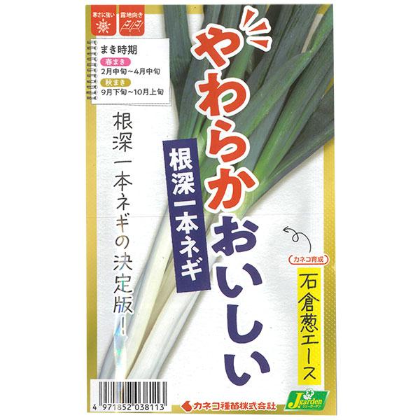 一本ネギ 種 タネ「石倉ネギエース」は根深一本ネギの決定版！軟白部分は純白でやわらかく締まり、肉質やわらかで、すじが少なく非常に良い食味です。揃い良くムダの少ない豊産種。※詳しい商品説明は下のほうに記載があります